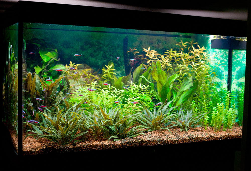 Aquaristik - privat